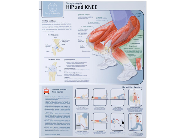 Anatomical Chart - Hip & Knee - A-1 Medical Integration