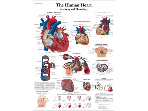 Anatomical Chart - Human Heart - A-1 Medical Integration