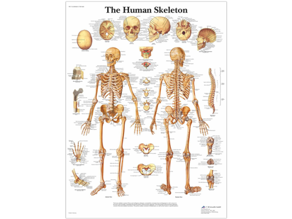 Anatomical Chart - Human Skeleton - A-1 Medical Integration