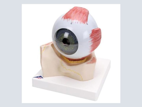 Model - Eye (5 Times Life Size) - A-1 Medical Integration