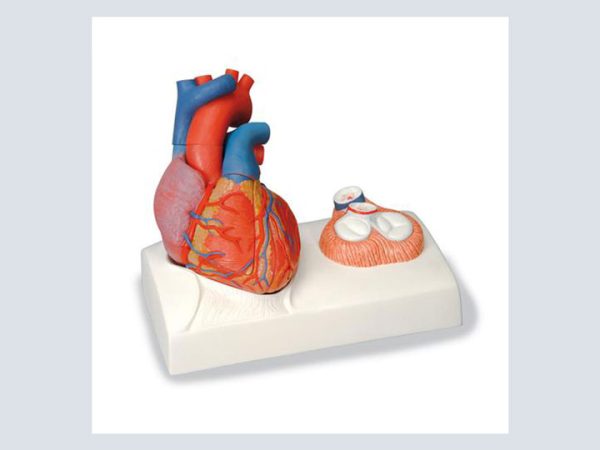 Model - Heart (Life Size Magnetic 5-Piece) - A-1 Medical Integration