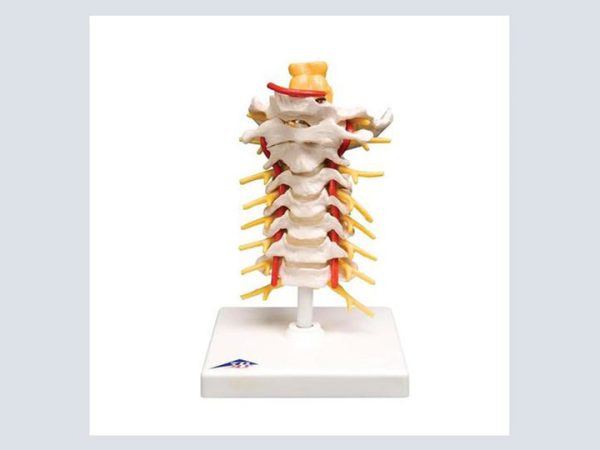 Model - Spinal Column (Cervical) - A-1 Medical Integration