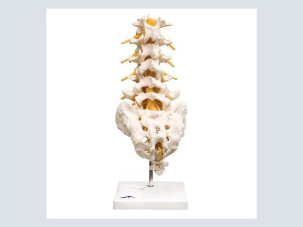 Model - Spinal Column (Lumbar) - A-1 Medical Integration