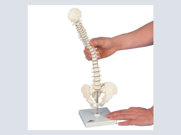 Model - Spinal Column (Miniature) - A-1 Medical Integration