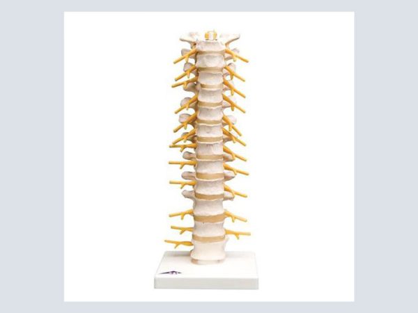 Model - Spinal Column (Thoracic) - A-1 Medical Integration